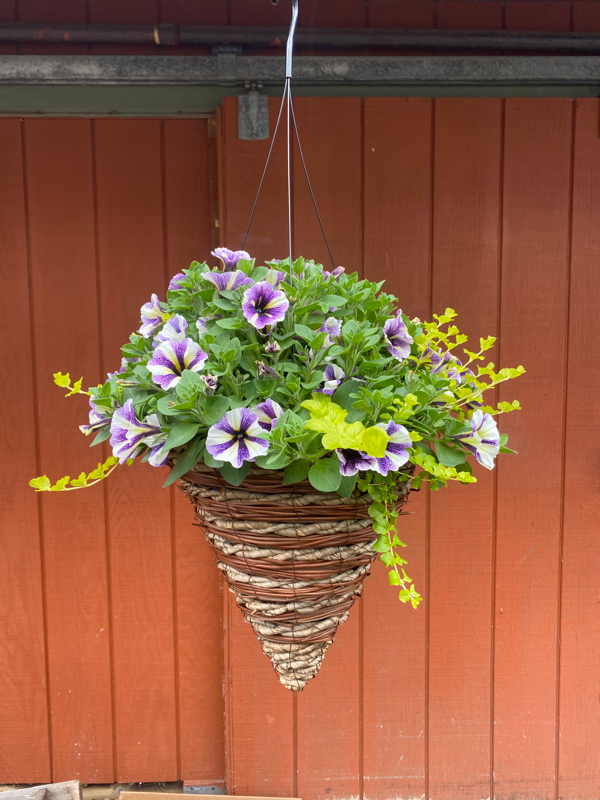 12” Cone Combination Basket - Petunia & Creeping Jenny | Growing Your ...