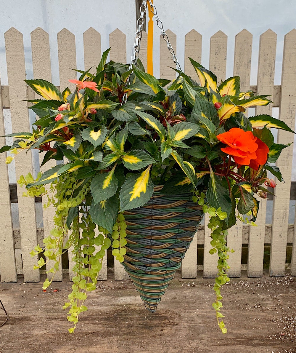 14" Cone Combination Baset - SunPatiens® Mix | Growing Your Flowers ...